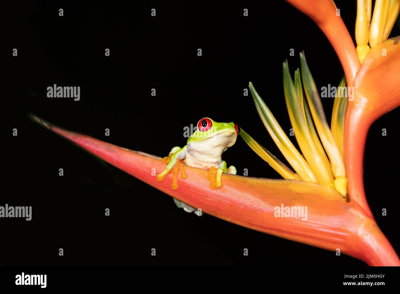 Orange tree frog hi-res stock photography and images - Alamy
