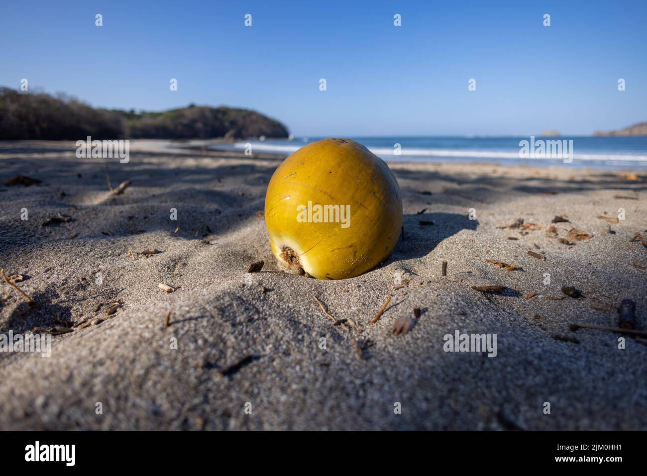 A single coconut at a beach under the clear sky during the day Stock ...