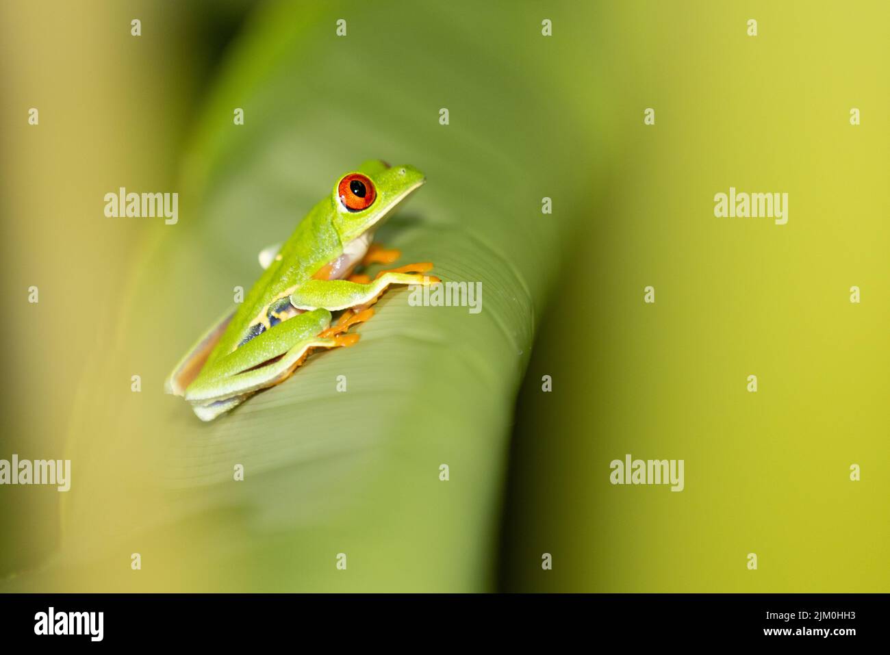 A closeup shot of a red-eyed tree frog on a leaf in a forest Stock ...
