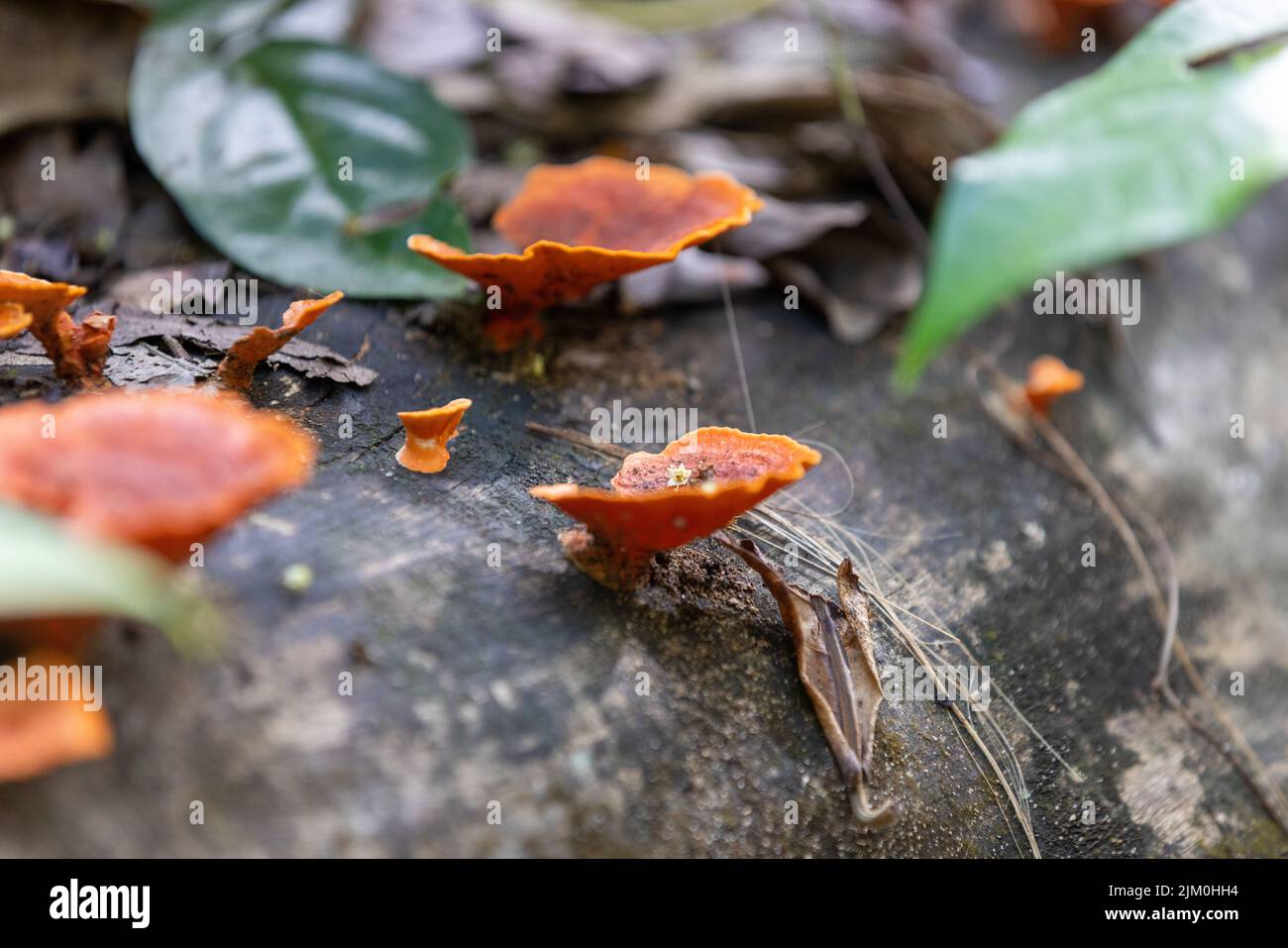 Pycnoporus sanguineus hi-res stock photography and images - Alamy