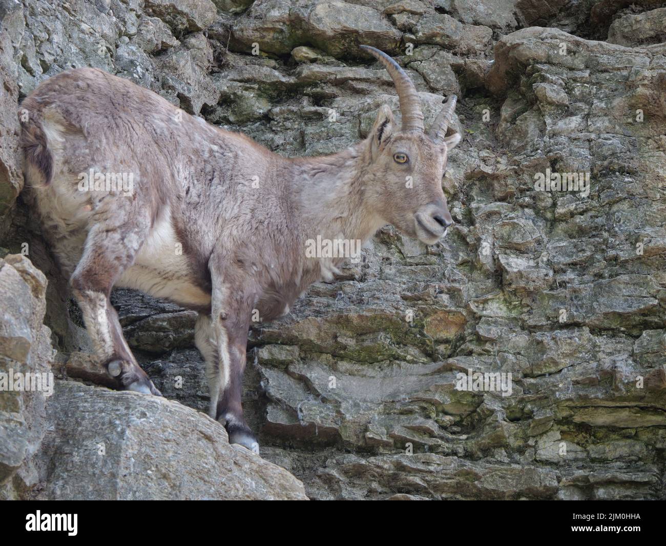 Ibex goat hi-res stock photography and images - Alamy