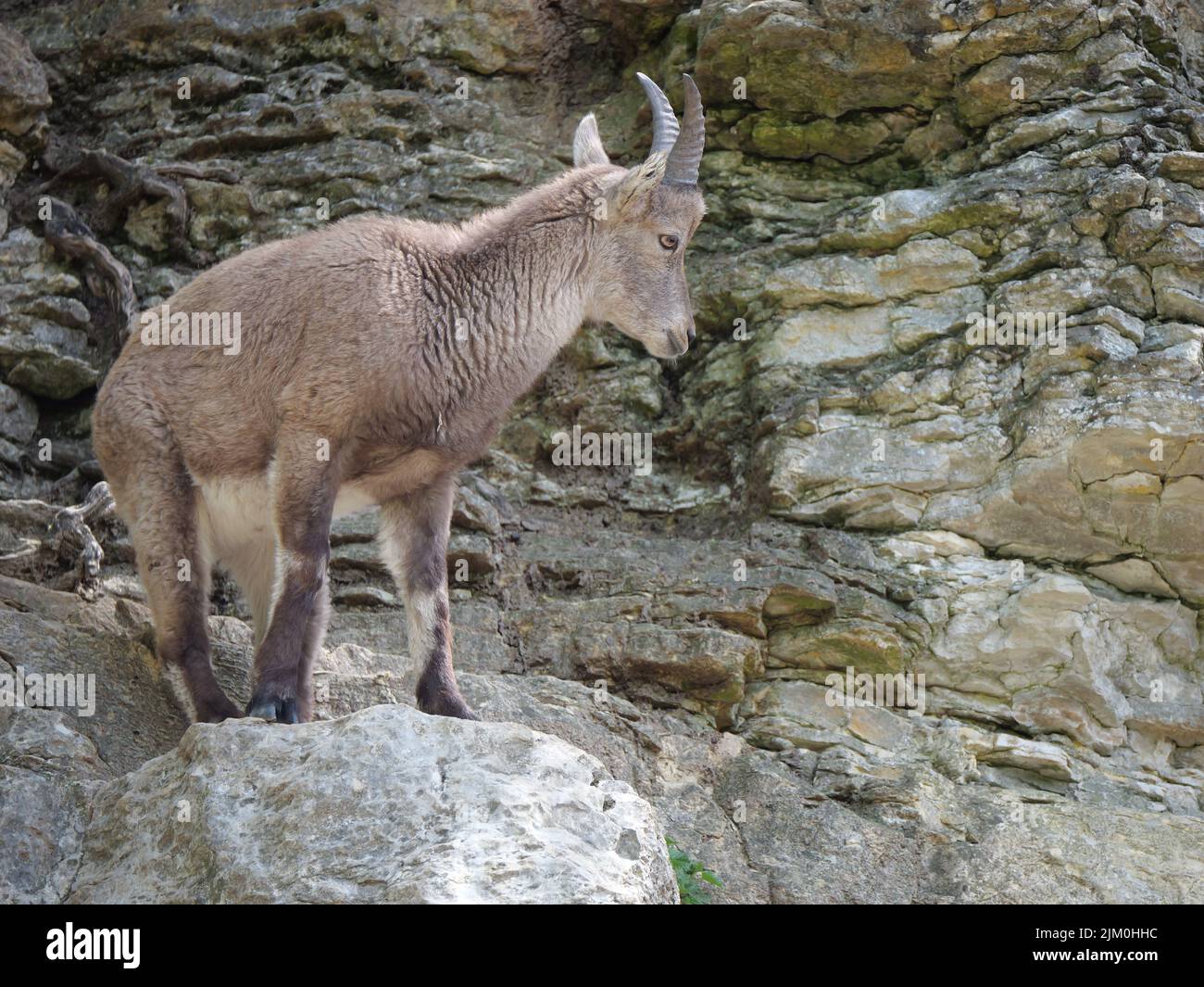Alpine ibex climbing hi-res stock photography and images - Alamy