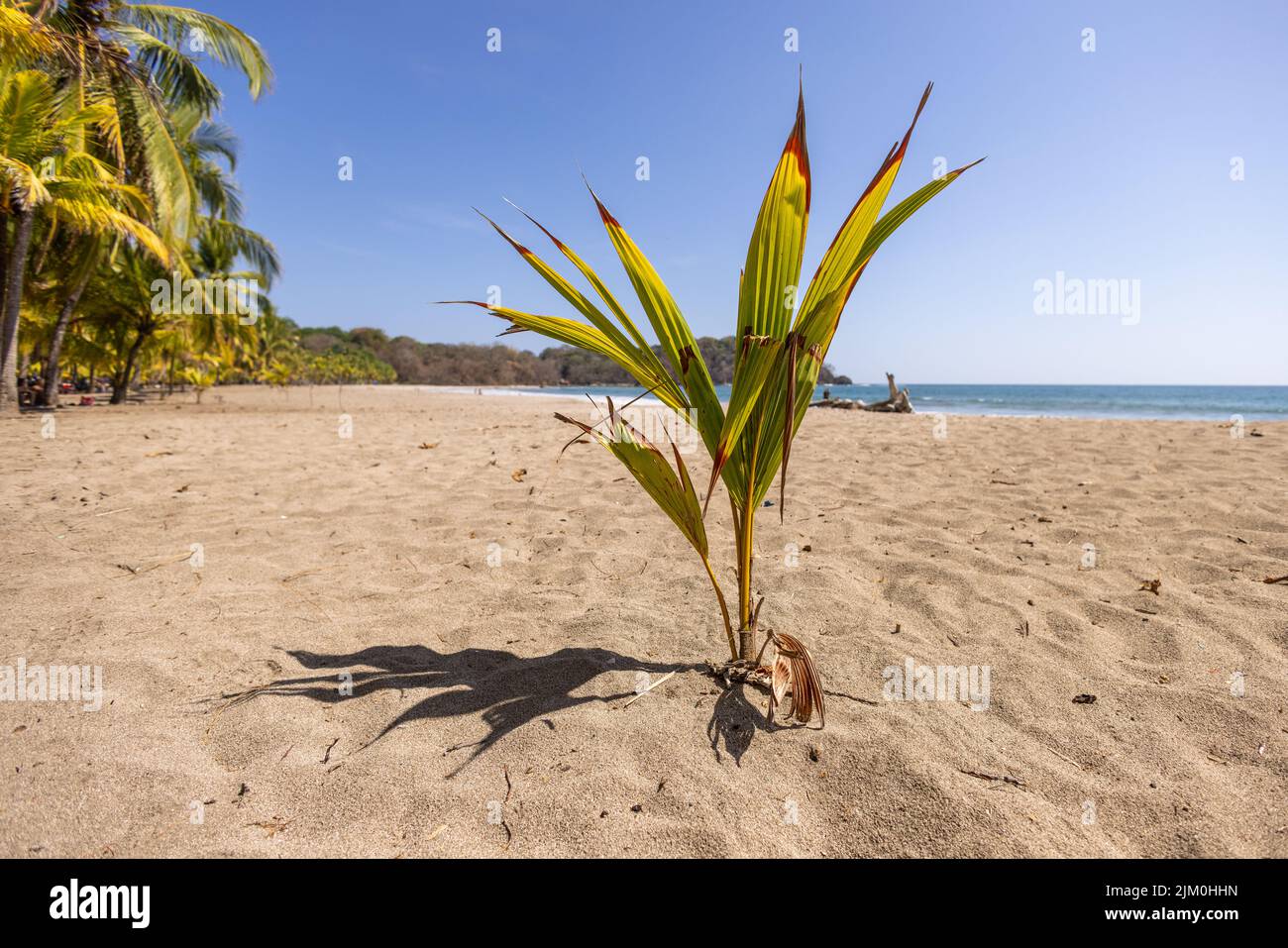 Small palm tree hi-res stock photography and images - Alamy