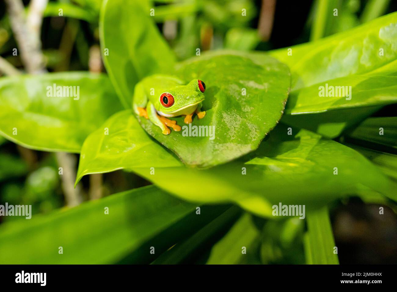A selective focus shot of red-eyed tree frog on green leaf Stock Photo ...