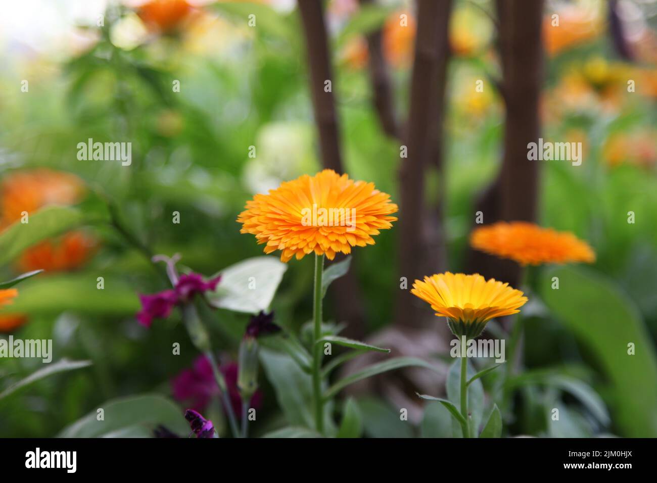 Vibrant orange calendulas growing in a garden Stock Photo - Alamy