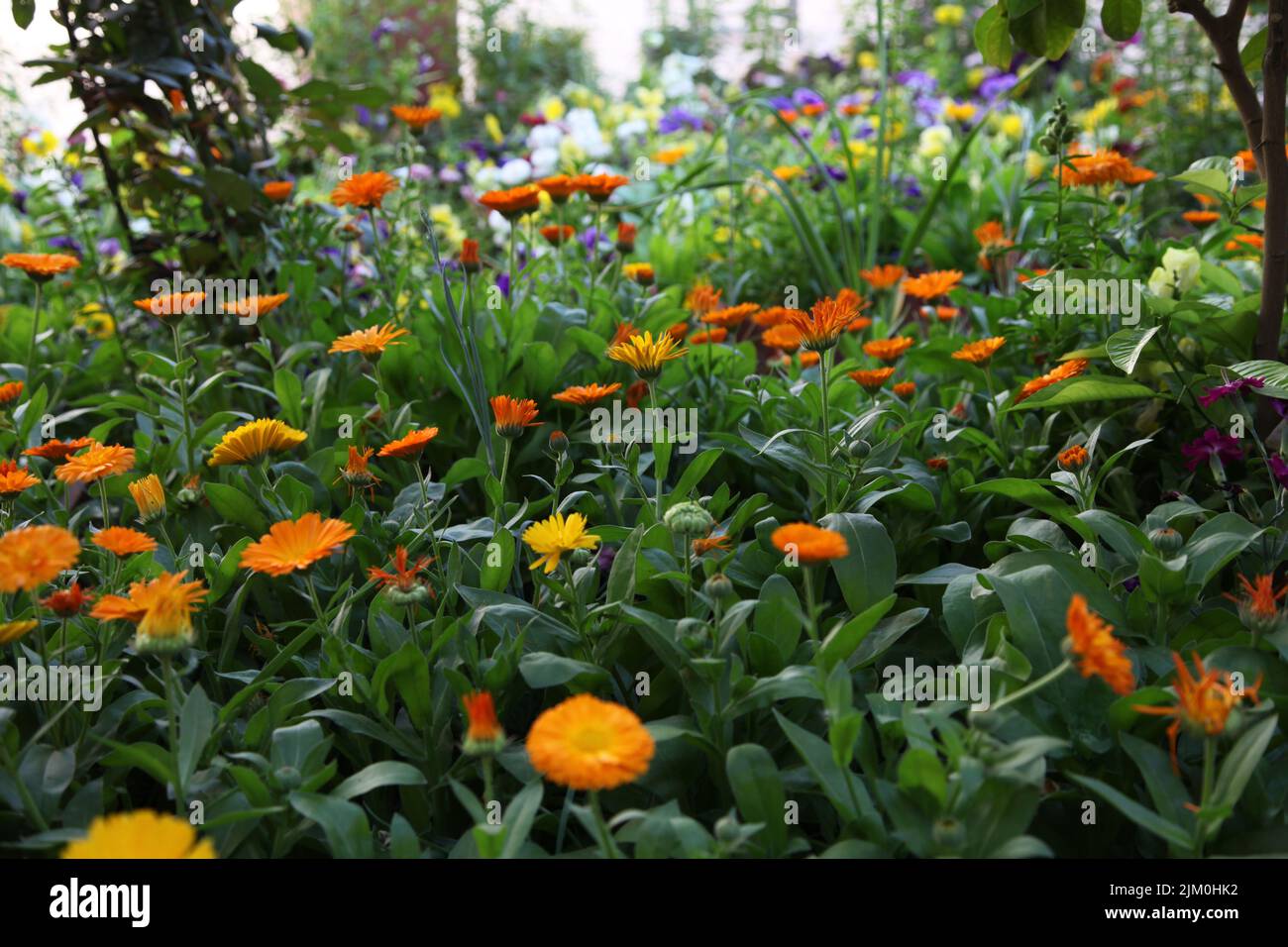 A field of orange calendulas Stock Photo - Alamy