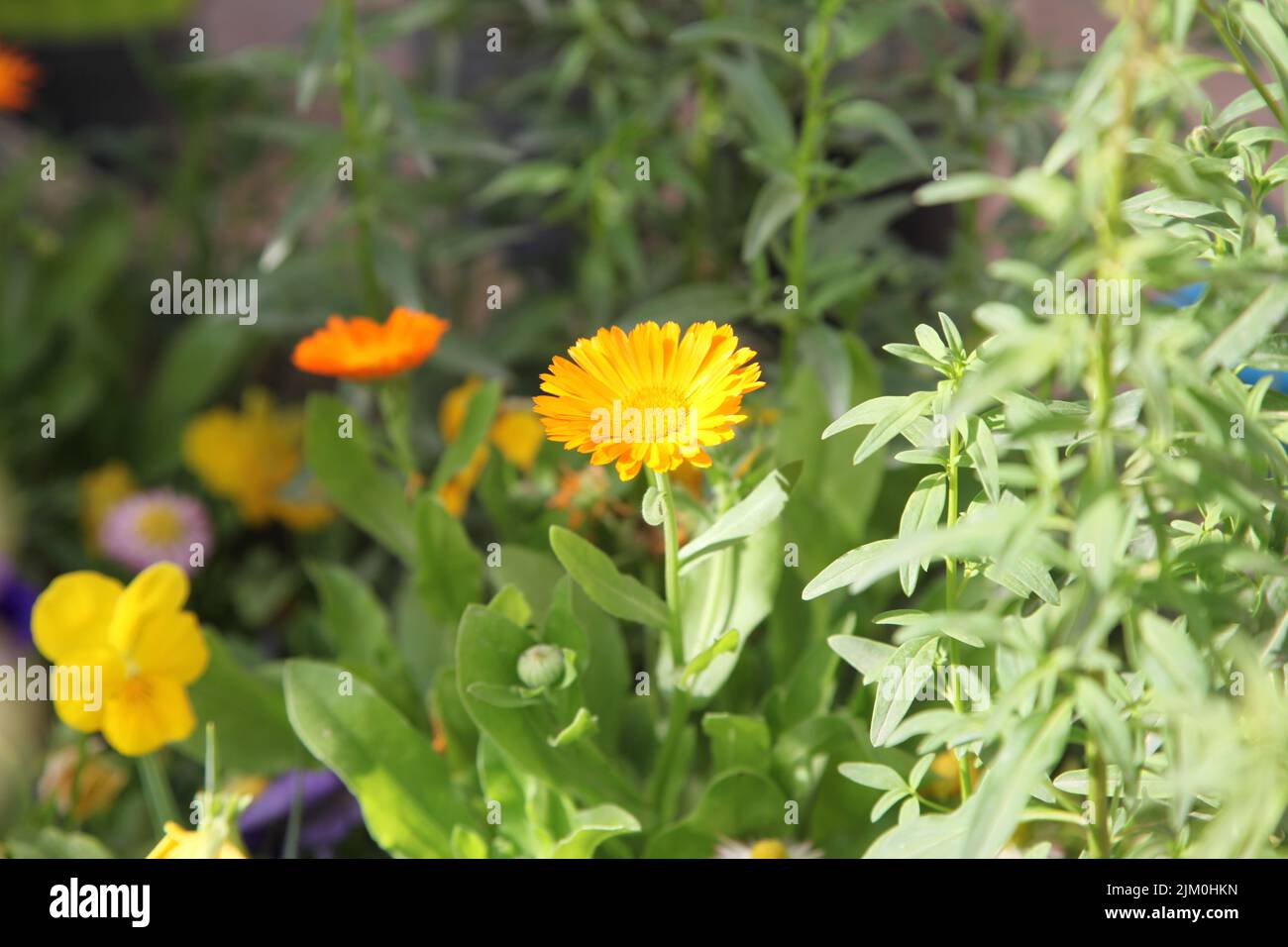 An orange calendula growing in a garden Stock Photo - Alamy