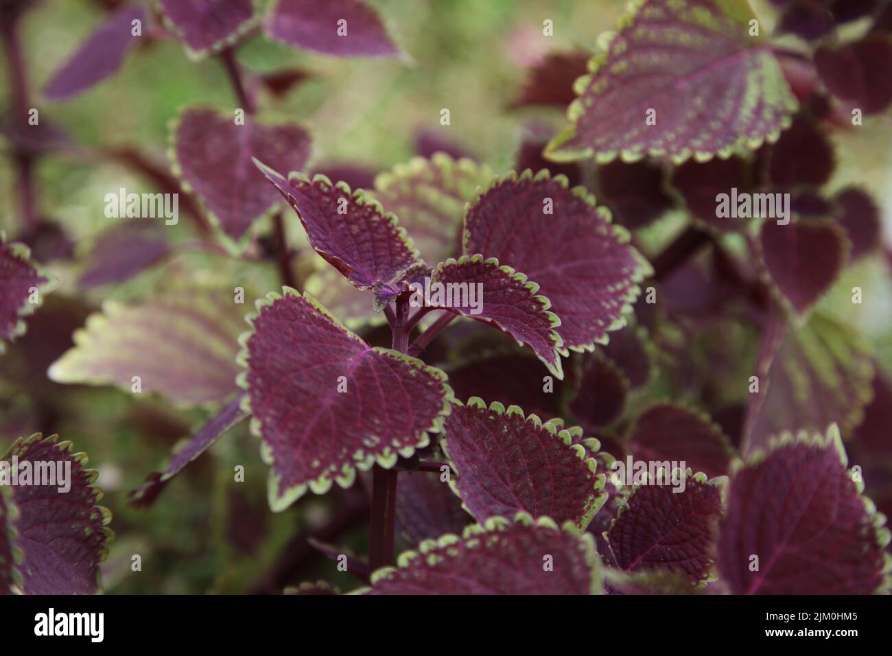 Coleus purple hi-res stock photography and images - Alamy