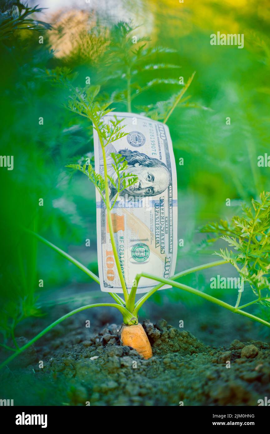 One hundred dollars on a close-up of a carrot growing in the soil in a ...