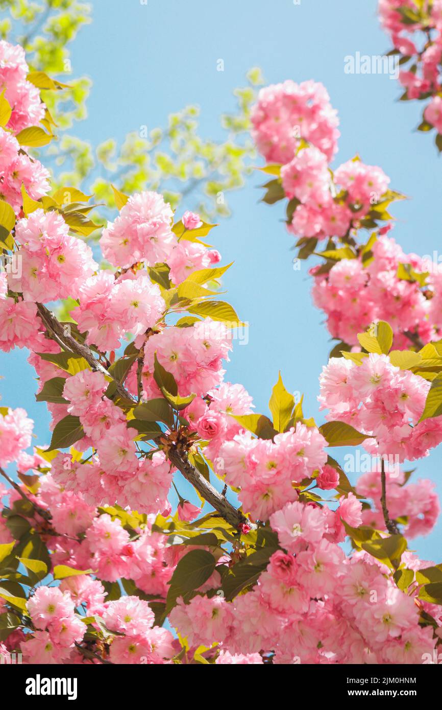 Beautiful spring wallpaper hi-res stock photography and images - Alamy