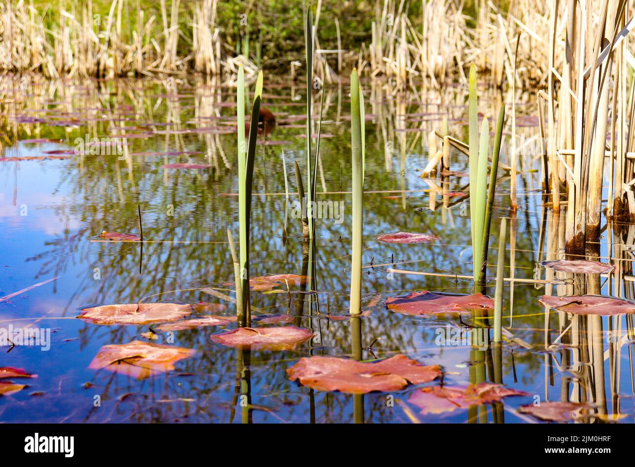 Waterlogged grass hi-res stock photography and images - Alamy