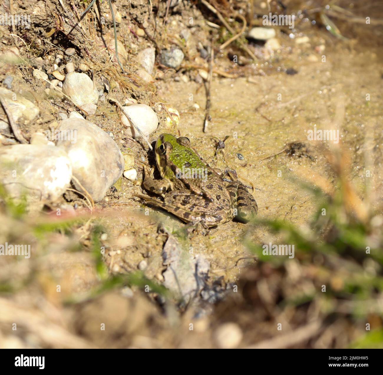 A high angle shot of a marsh frog species on a wet muddy surface ...
