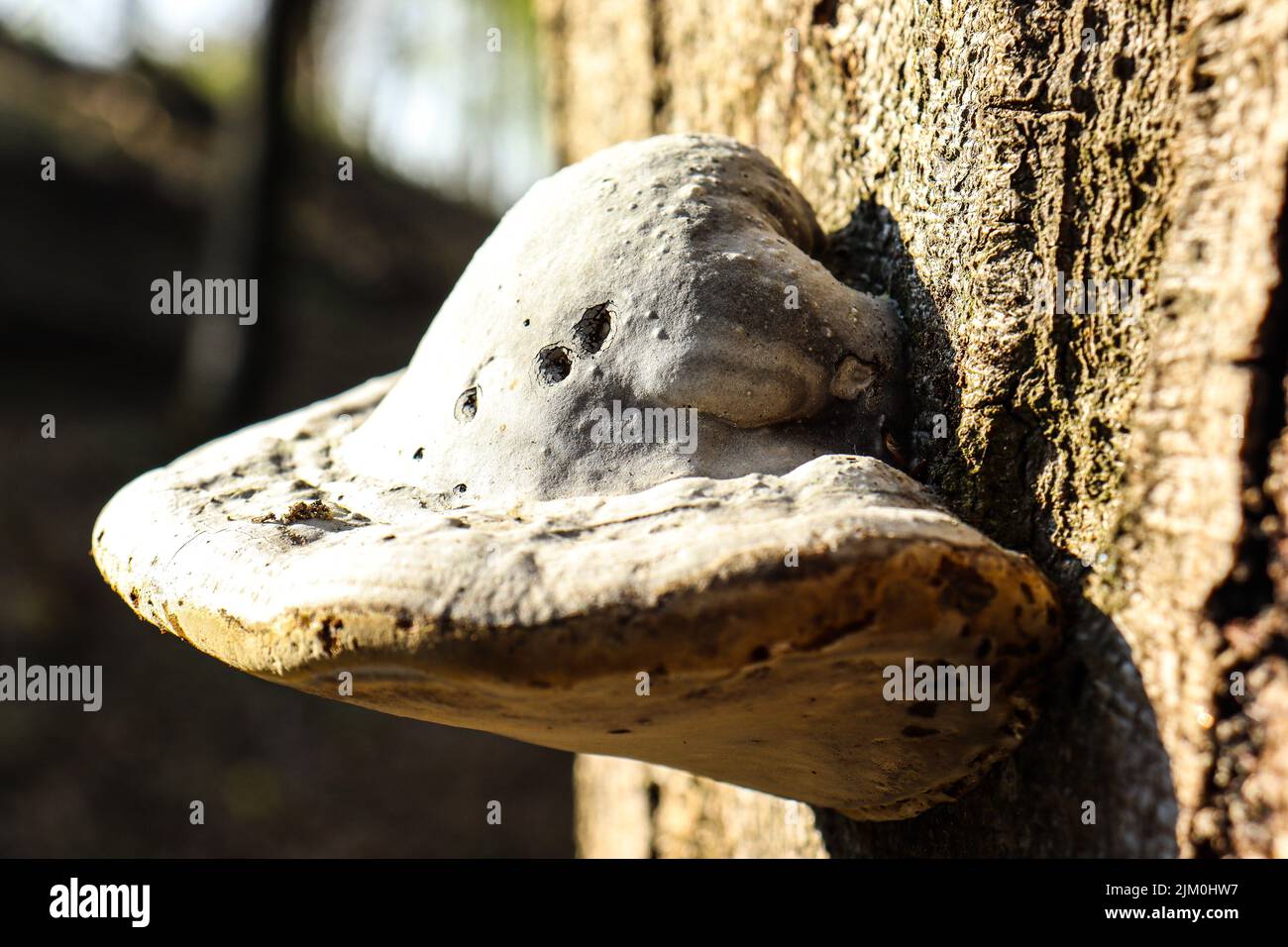 A macro shot of Polypores fungi species grown on the trunk of a tree on ...