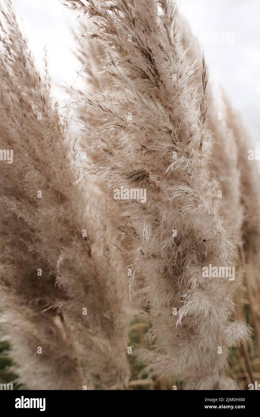 Pampas grass texture hi-res stock photography and images - Alamy