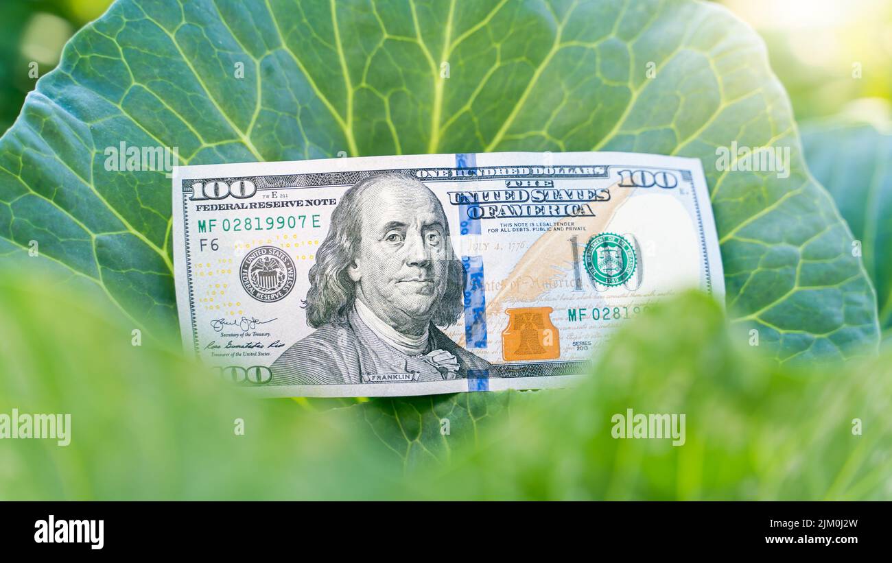 Clean fresh banknote of one hundred us dollars on a large leaf of a ...