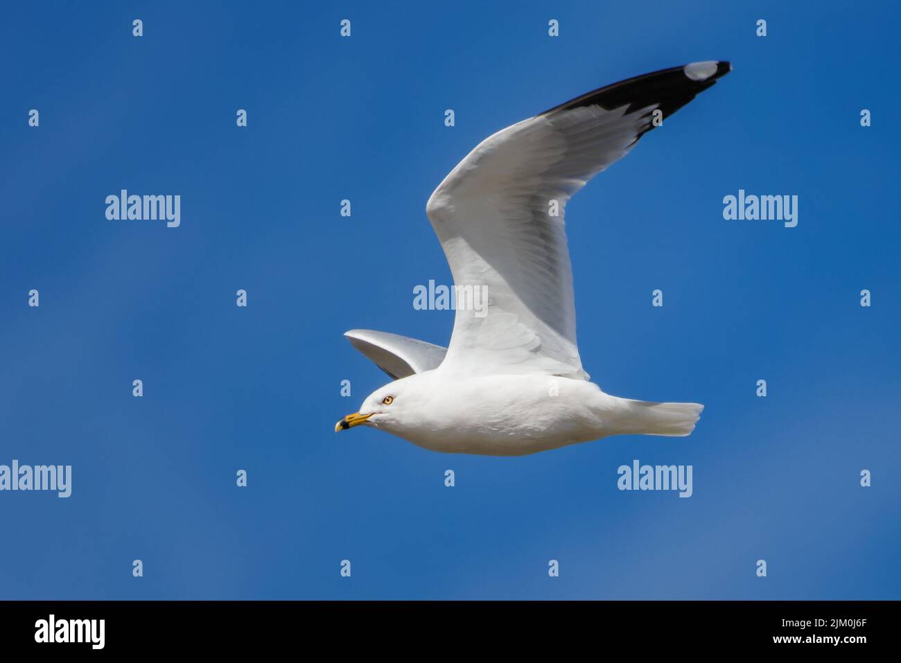 A ring-billed gull flying over the Mississippi River on clear blue sky ...