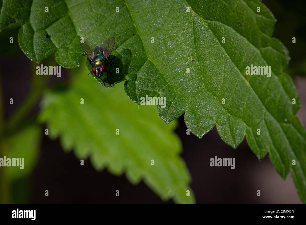 Green fly and leaf hi-res stock photography and images - Alamy
