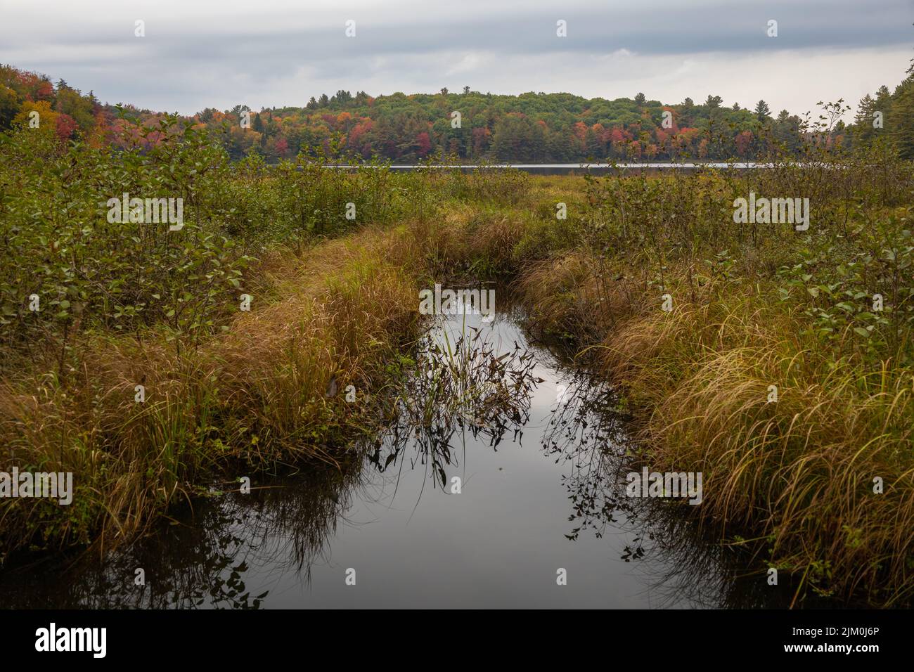 A beautiful shot of plants and the sky reflected in a small pond in ...