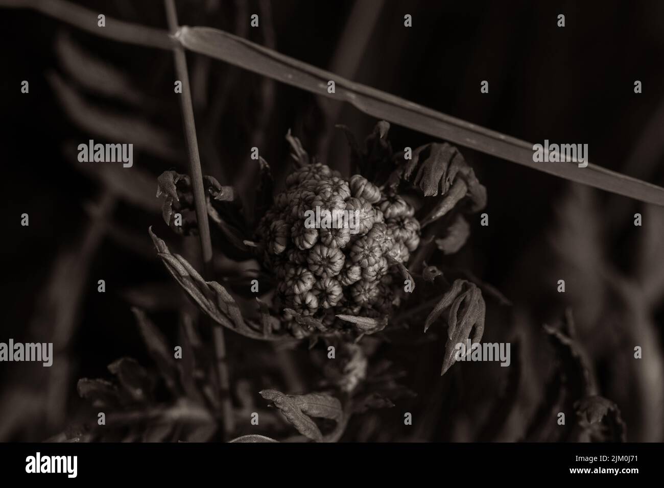 Closeup colors hi-res stock photography and images - Alamy