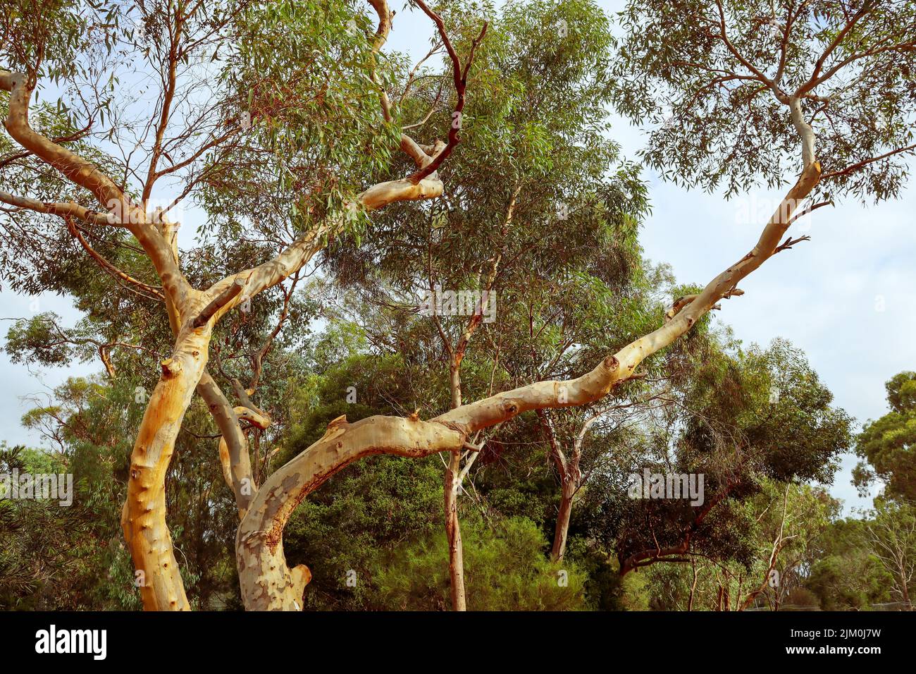 bent branches of eucalyptus tree in bushland against sky Stock Photo ...