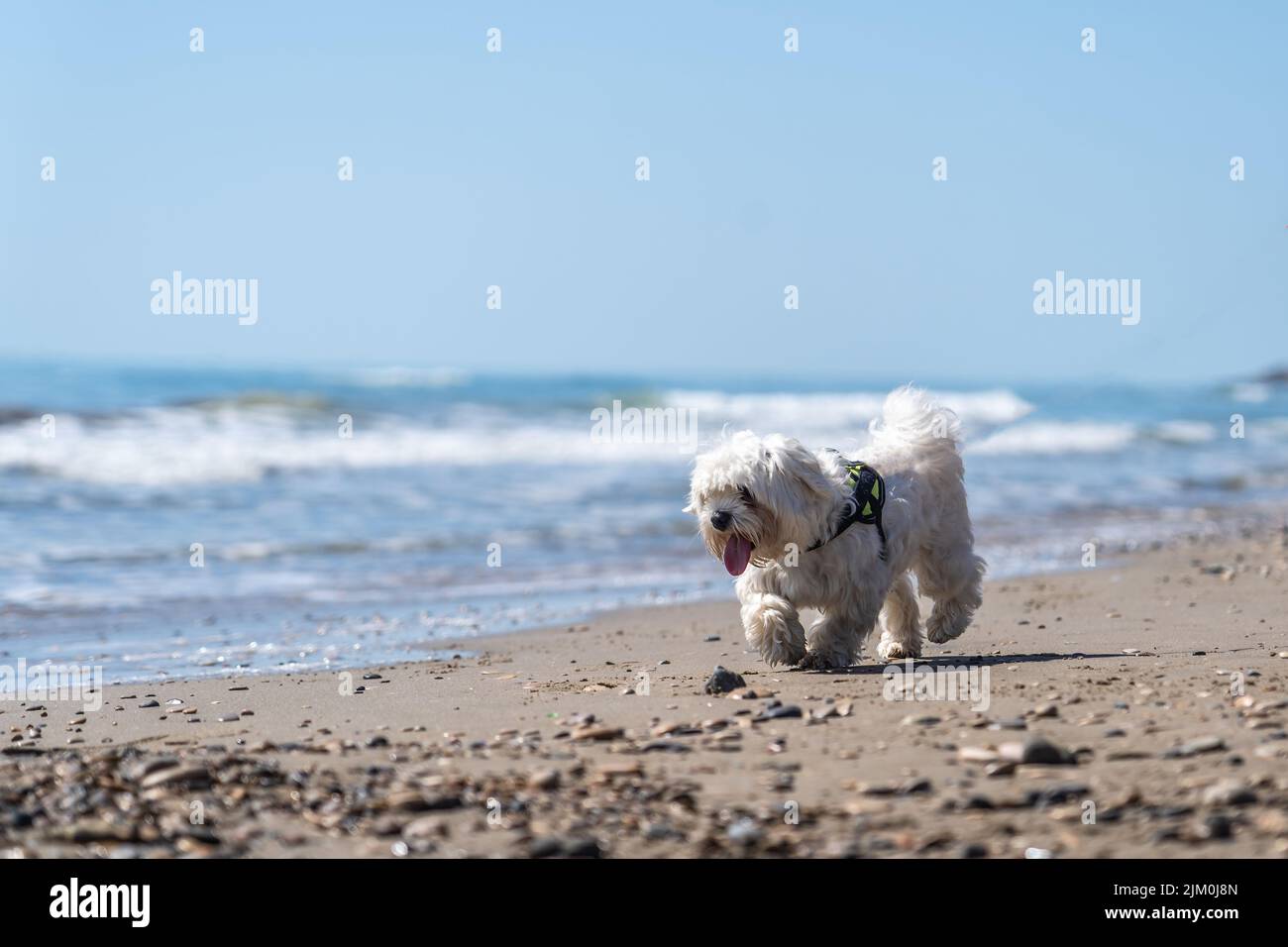 A Maltese bichon walking on Oropesa del mar beach in Castellon Spain ...