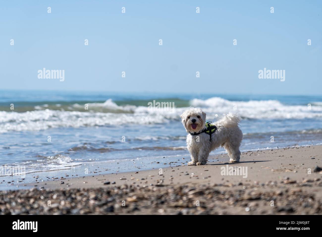 A Maltese bichon walking on Oropesa del mar beach in Castellon Spain ...