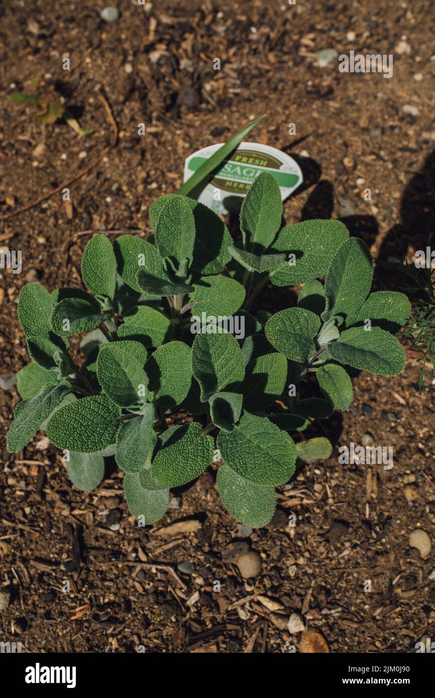 green Sage herb planted in the garden with plant marker sign Stock ...