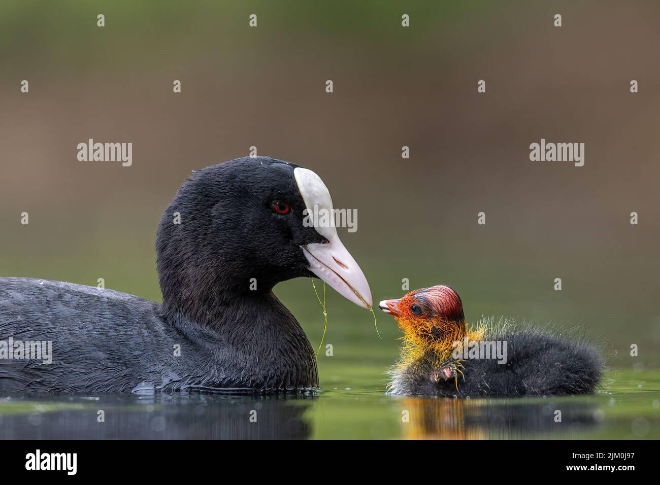A closeup shot of a baby with a mother Eurasian Coot floating in the ...