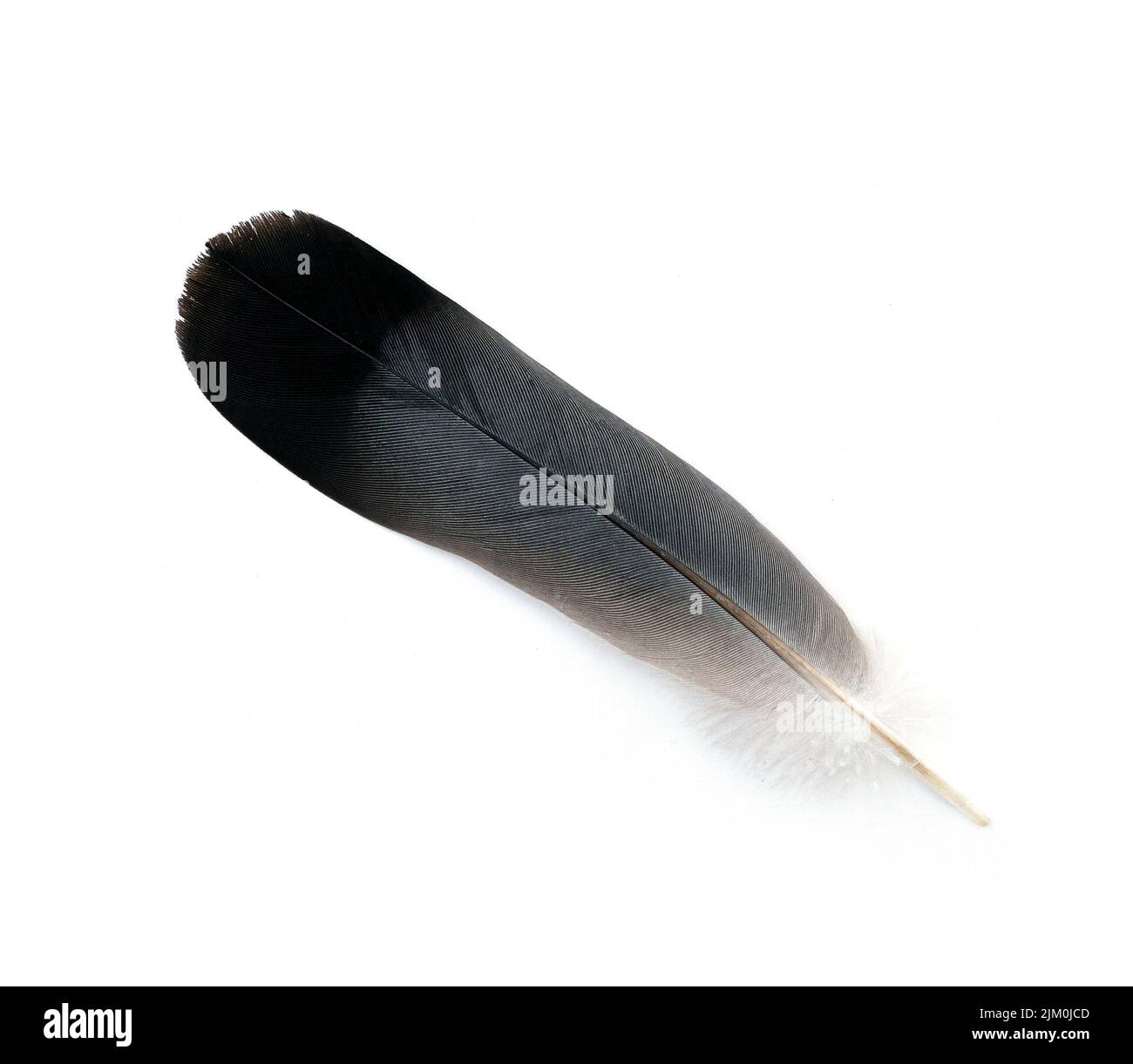 Whole black feather of pigeon or dove isolated on white Stock Photo - Alamy