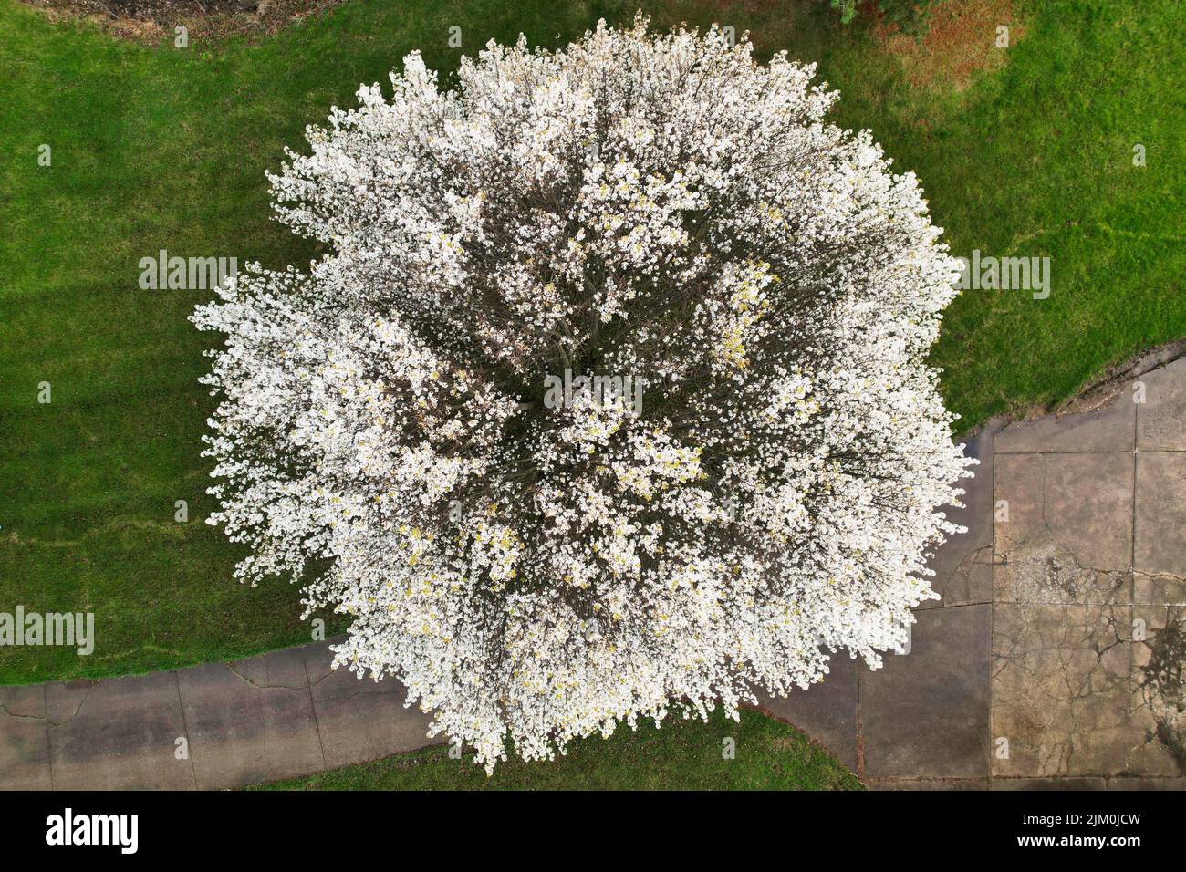 Birds eye view tree hi-res stock photography and images - Alamy