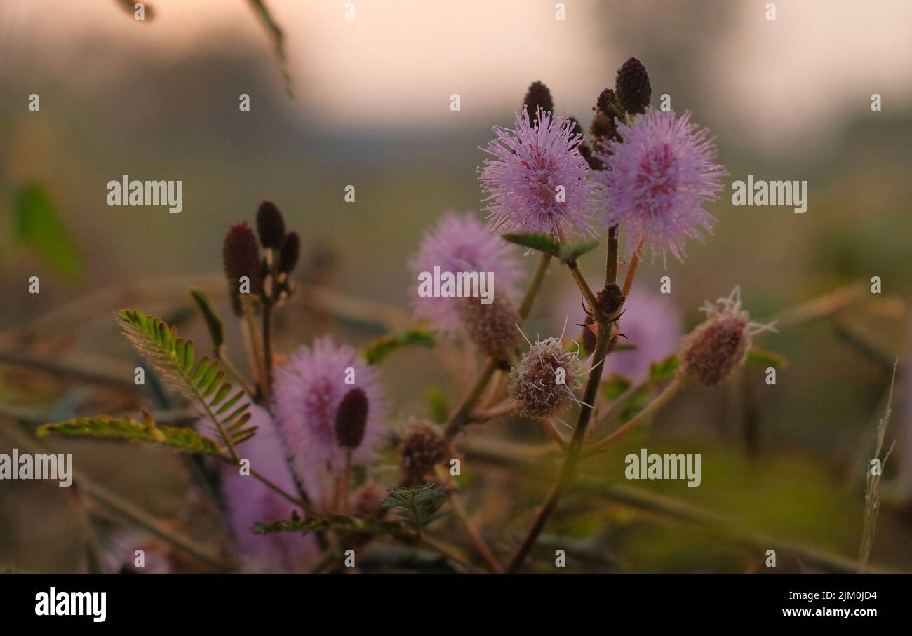 A mimosa flower is a sensitive, shy plant, closeup of a small fluffy ...
