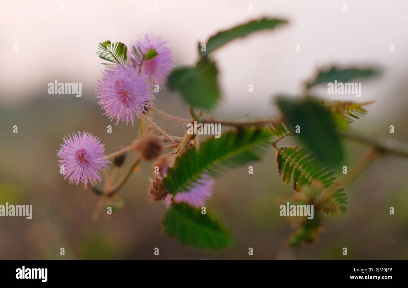A mimosa flower is a sensitive, shy plant, closeup of a small fluffy ...