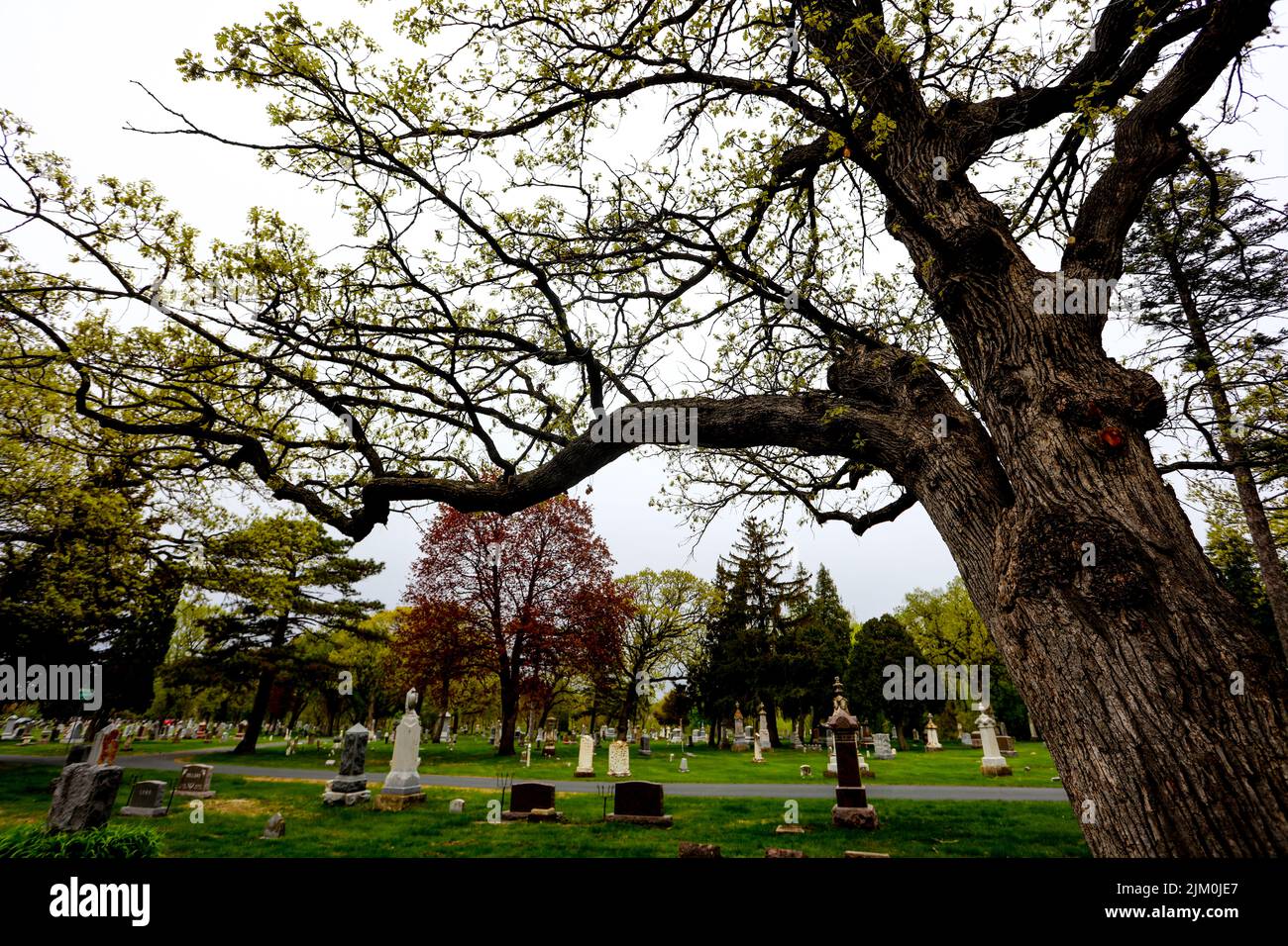 A low-angle shot of the tree in the graveyard Stock Photo - Alamy