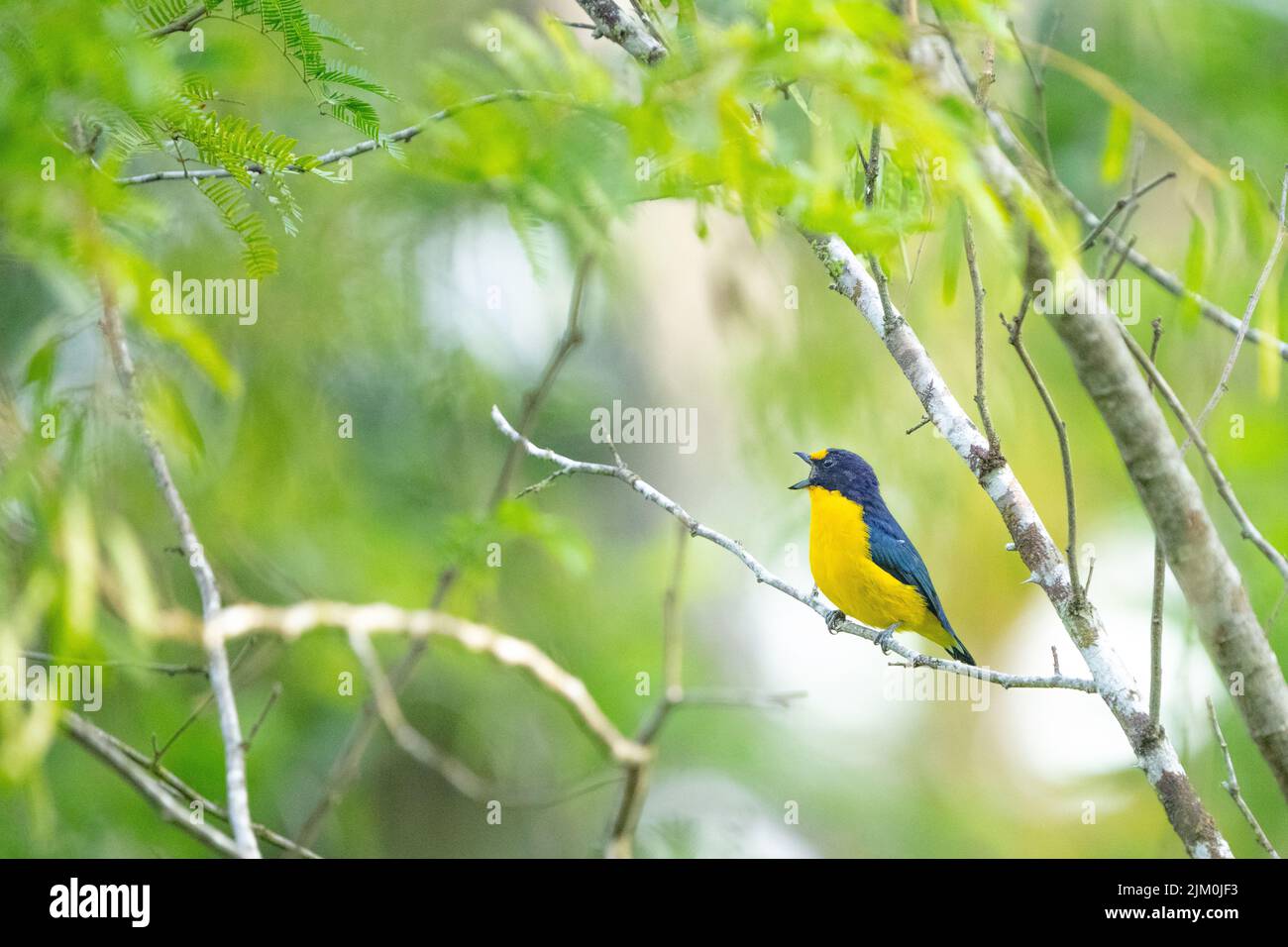 Euphonia species hi-res stock photography and images - Alamy