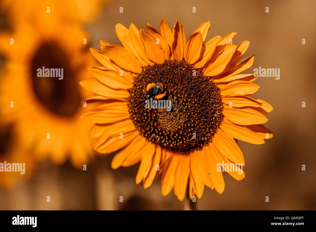 Sunflower with bug hi-res stock photography and images - Alamy