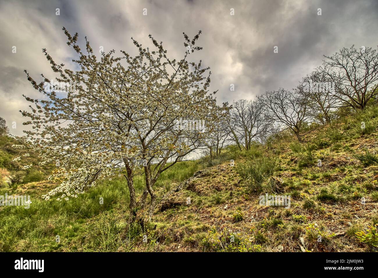 Beautiful blossoming trees hi-res stock photography and images - Alamy