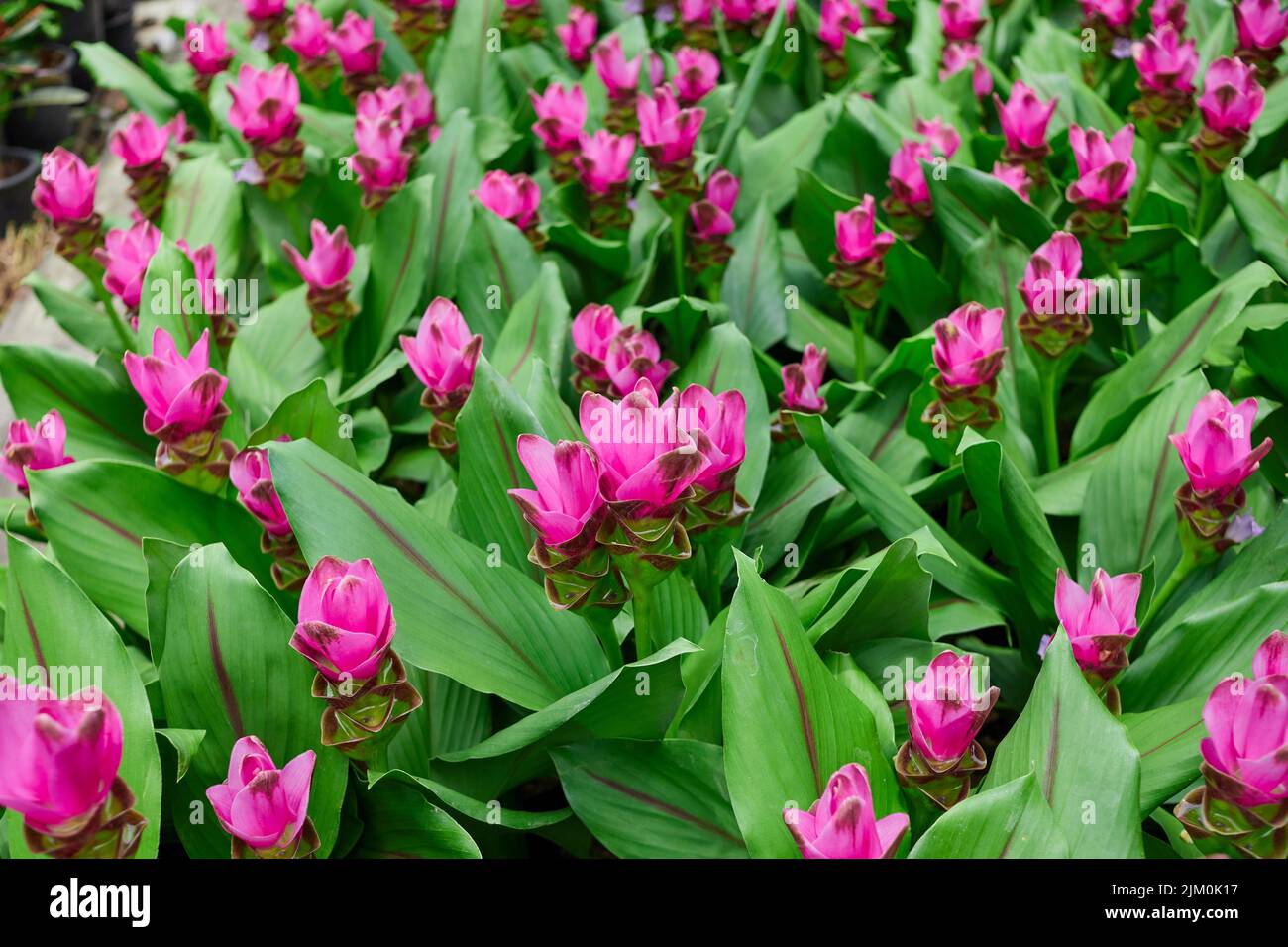 Siam tulip flower blooming in the garden Stock Photo - Alamy