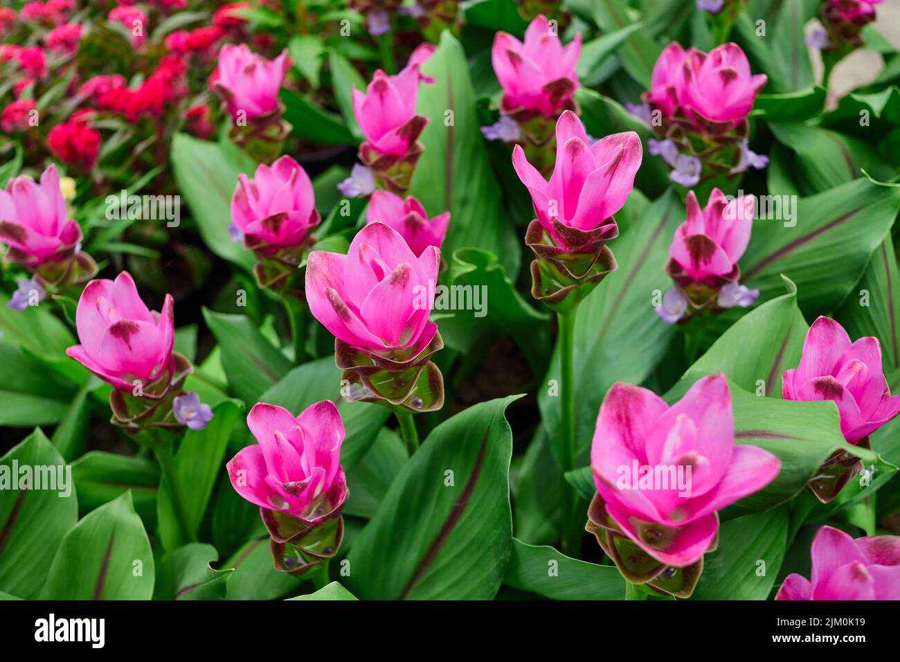 Siam tulip flower blooming in the garden Stock Photo - Alamy
