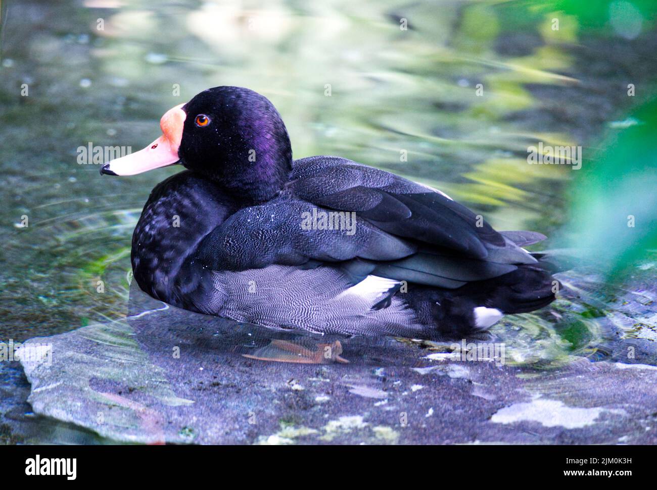 Black Crested Duckling