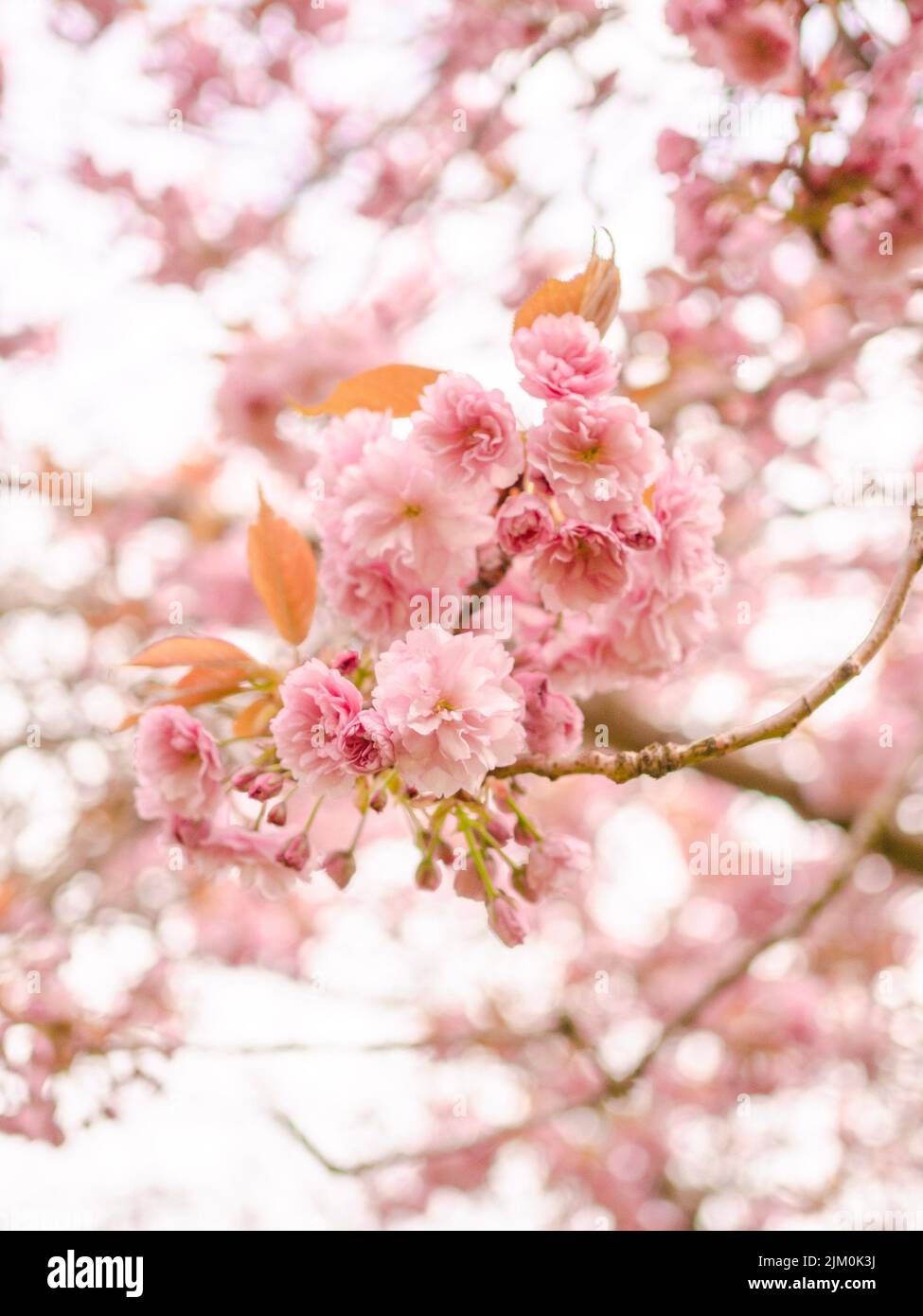 A vertical shot of beautiful cherry blossoms on tree branches Stock ...