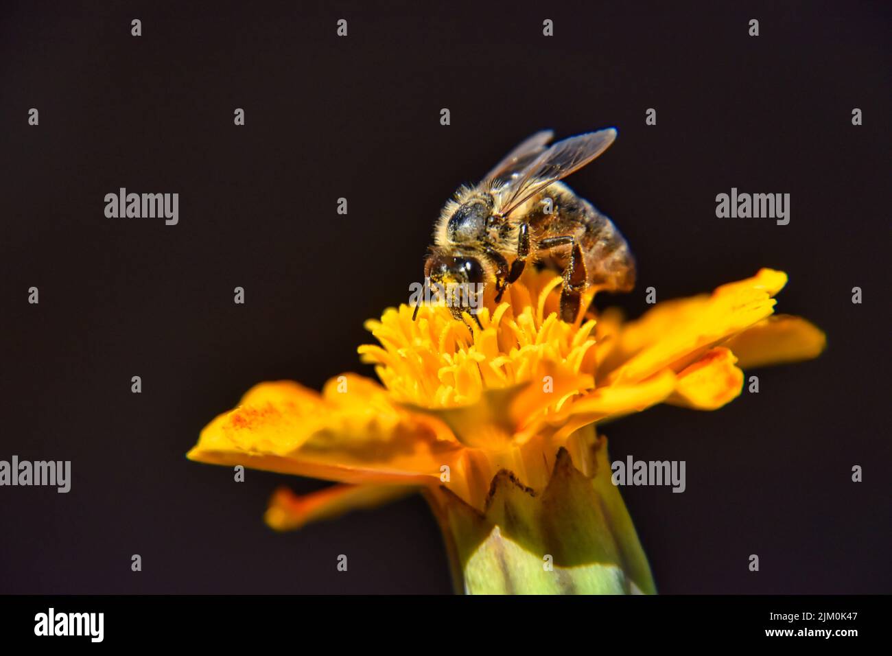 A selective focus shot of a bee sitting on a flower and collecting ...