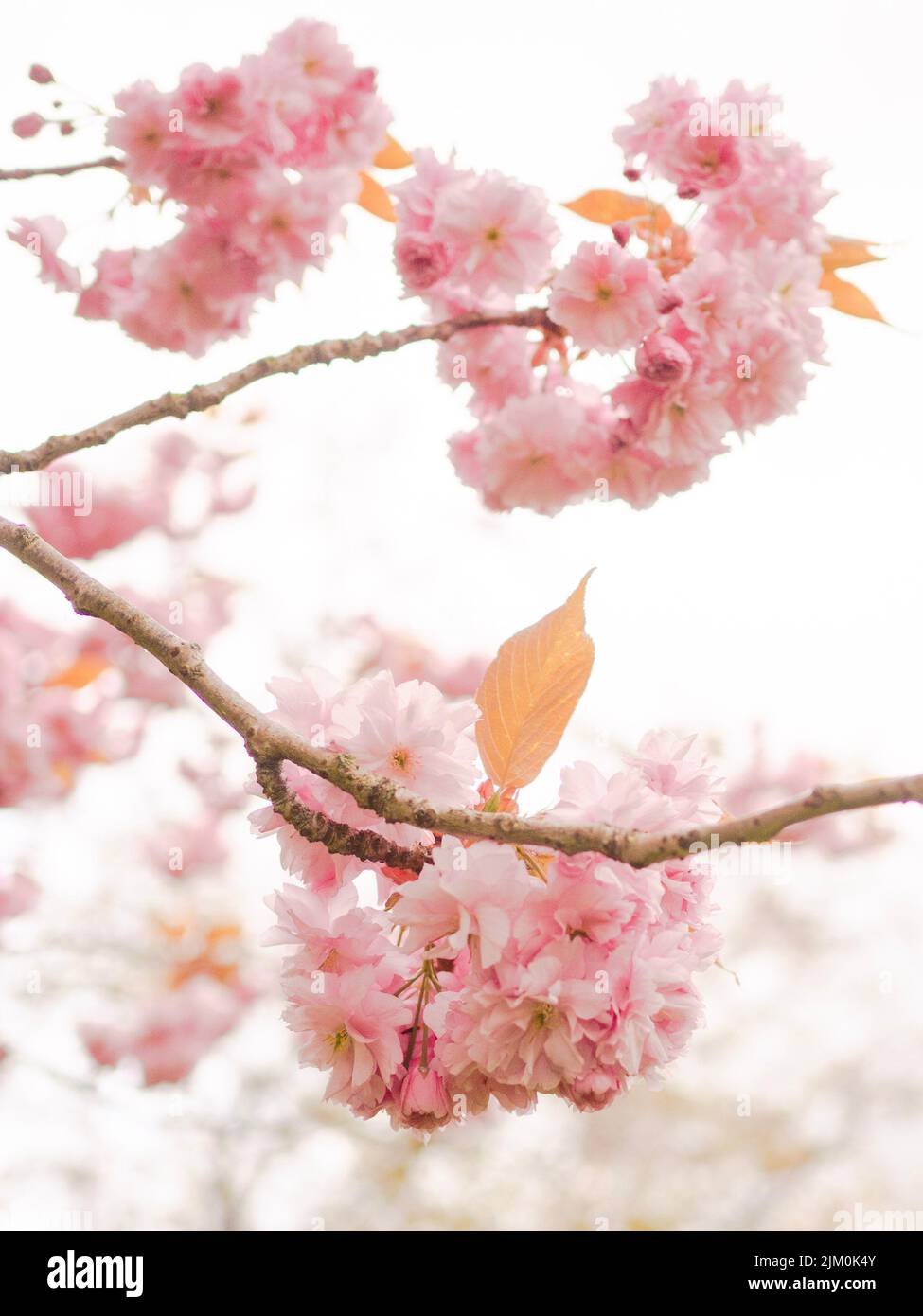Japanese sakura tree cherry hi-res stock photography and images - Alamy