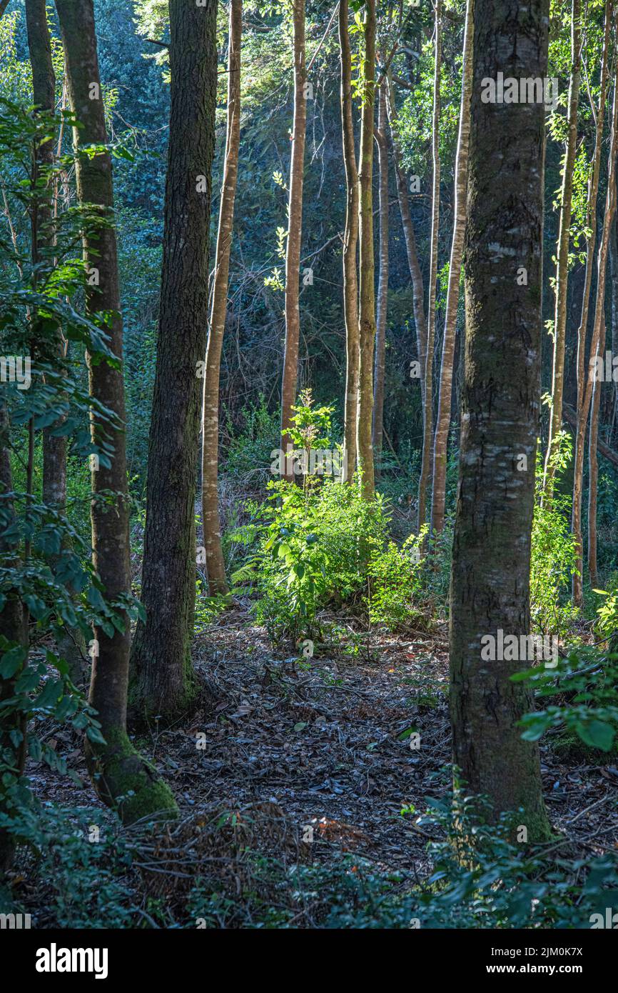 A beautiful long trees with green leaves and plants growing on ground ...