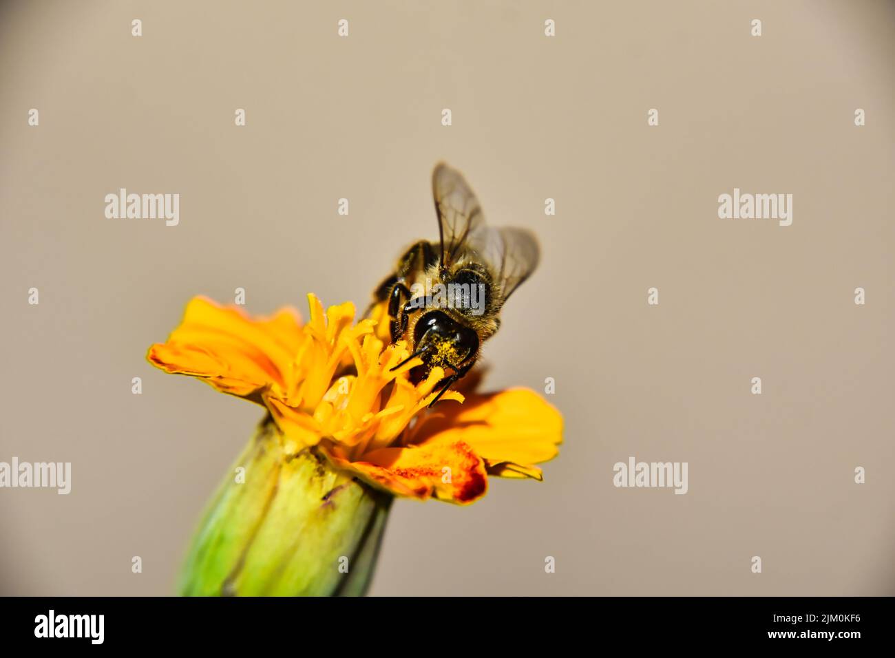 A closeup shot of a honeybee collecting nectar from an orange flower in ...