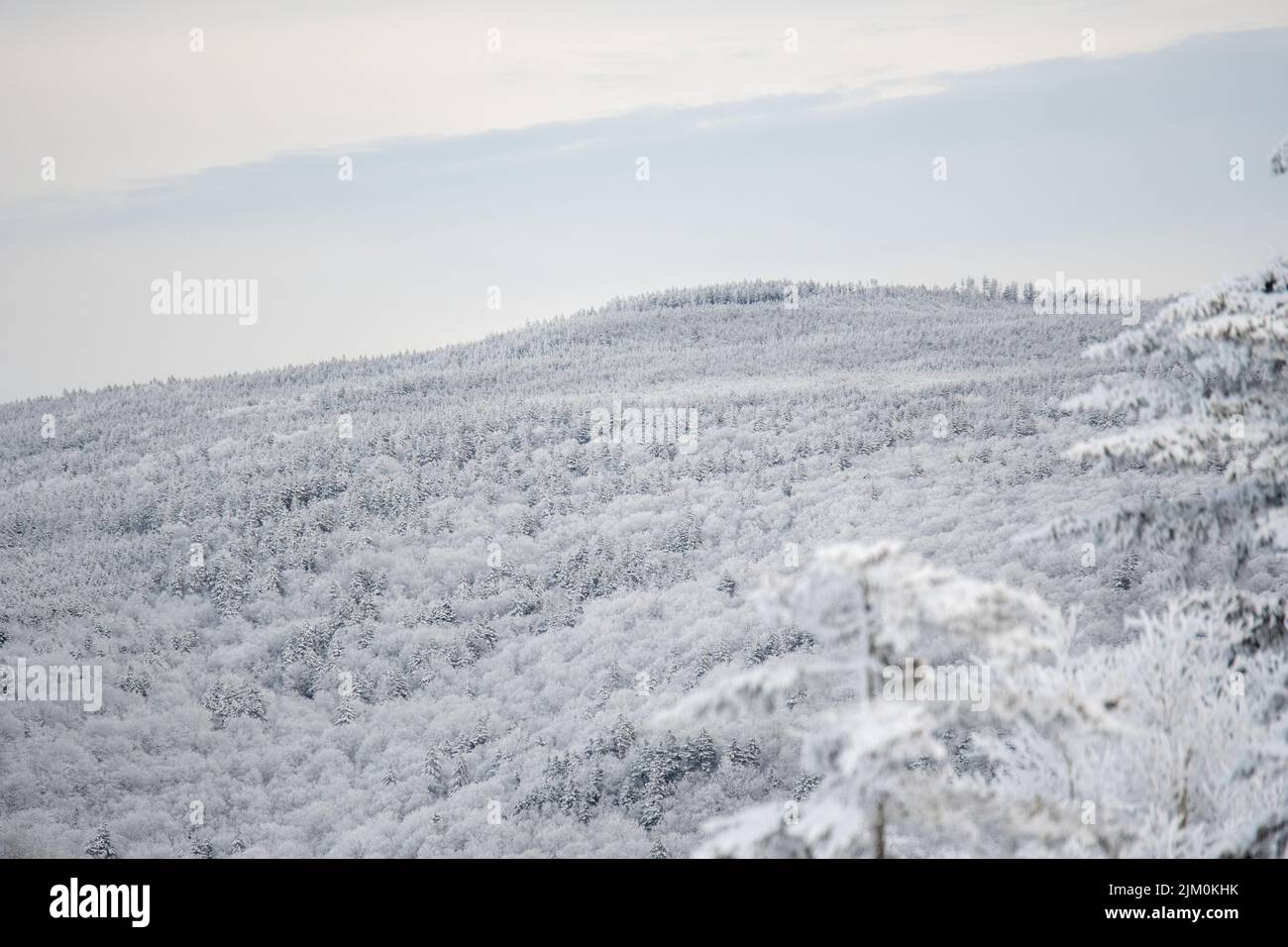 The beautiful winter landscape with the forest covered with snow Stock ...
