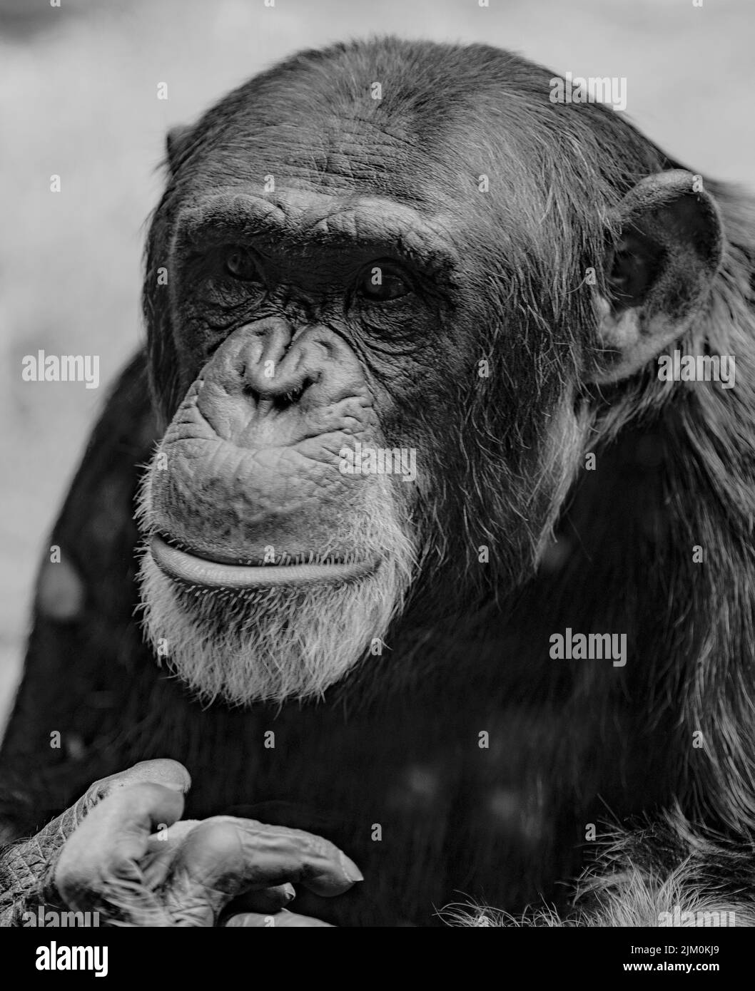 Human and chimp face to face hi-res stock photography and images - Alamy