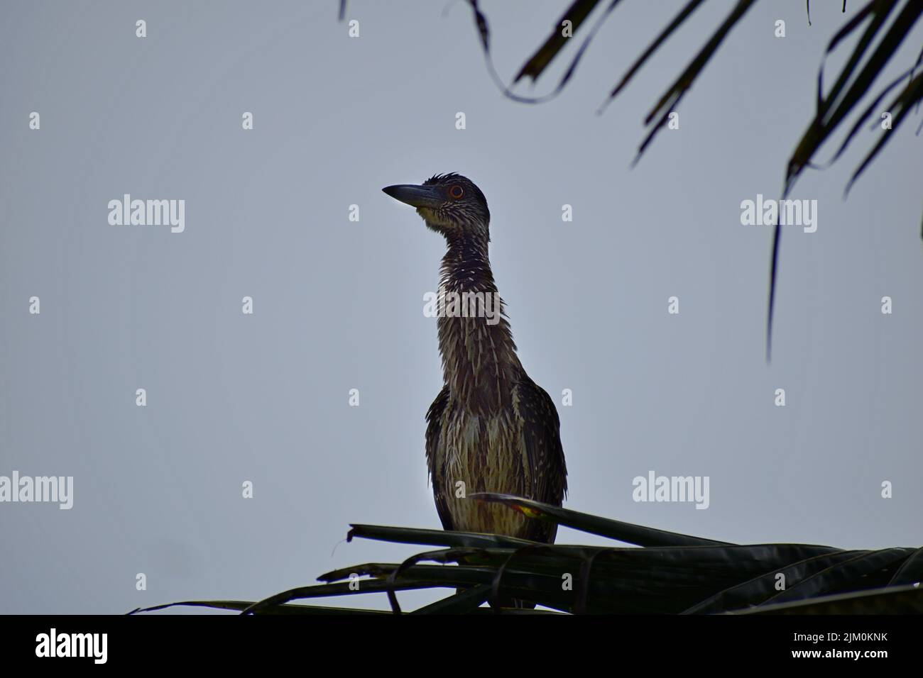 Beautiful closeup old world hi-res stock photography and images - Alamy