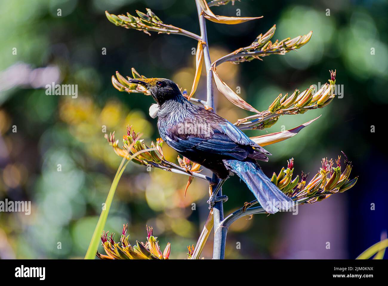 The colourful Tui feeds on flax in Wellington Stock Photo - Alamy