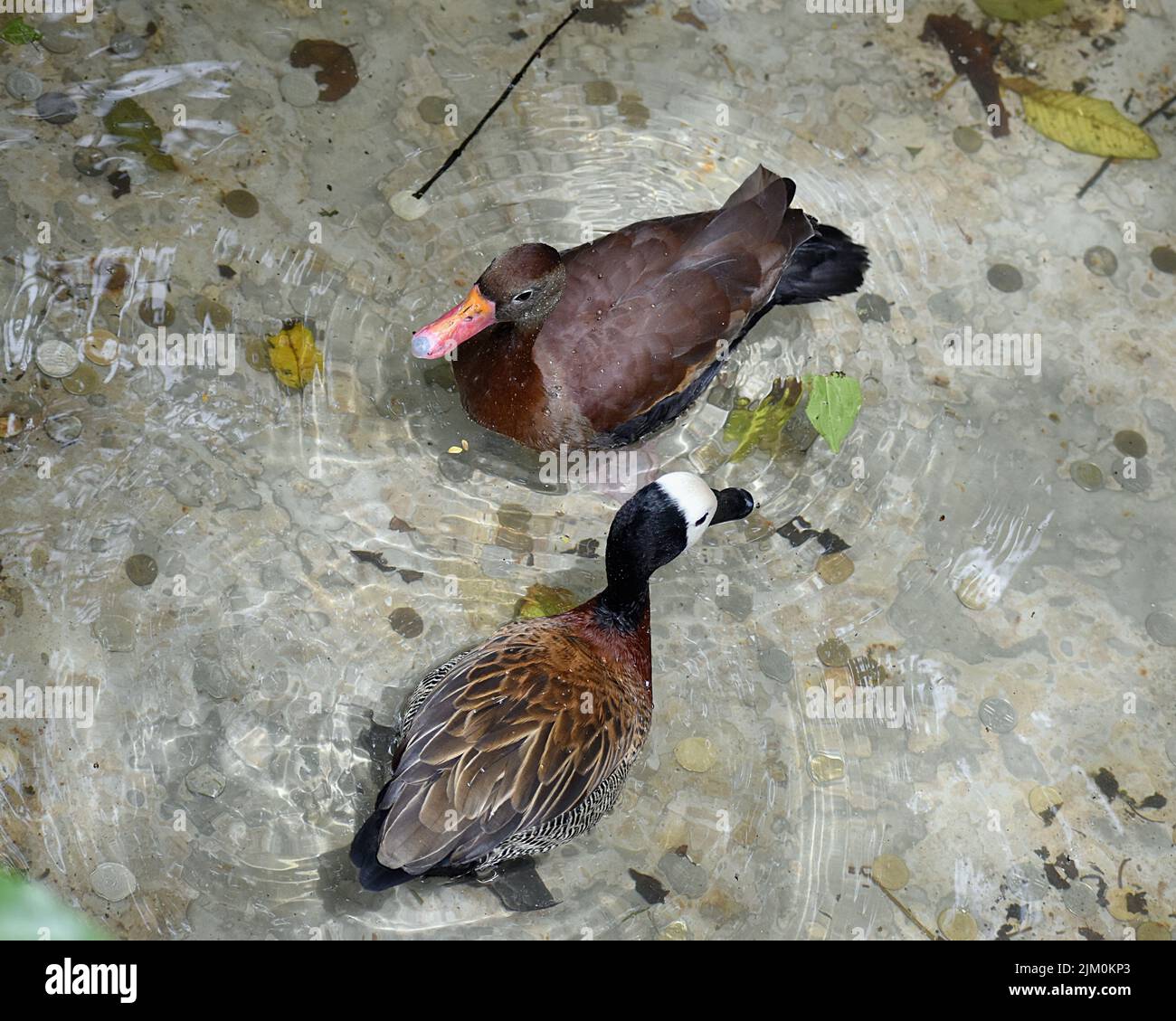 A closeup of Domestic Muscovy Ducks in Medellin, Colombia Stock Photo ...