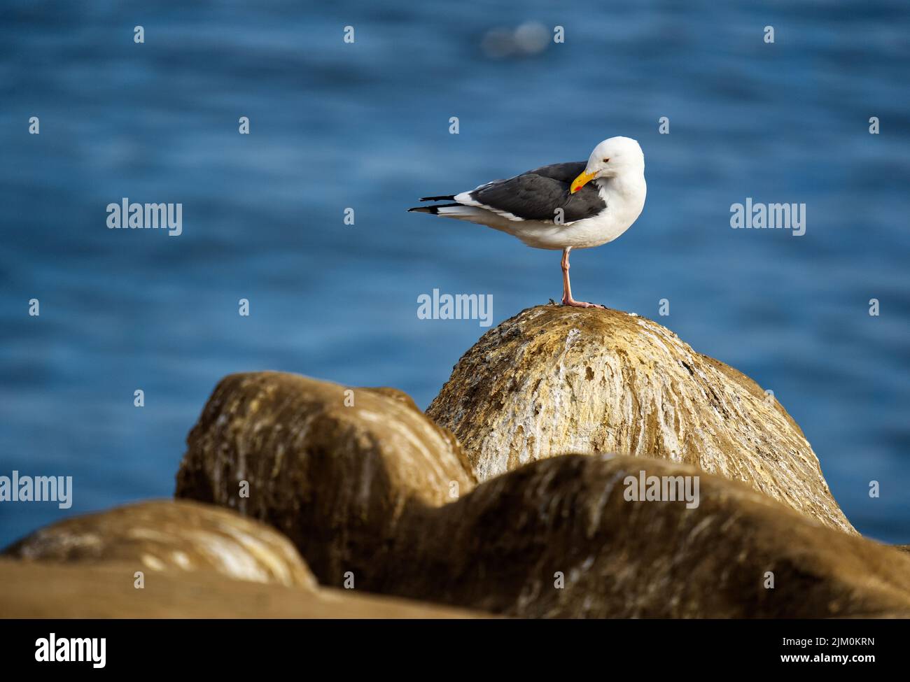 A cute seagull o n the rock Stock Photo - Alamy